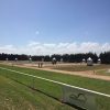 Werribee Park National Equestrian Centre (WPNEC) – The Equestrian Diary